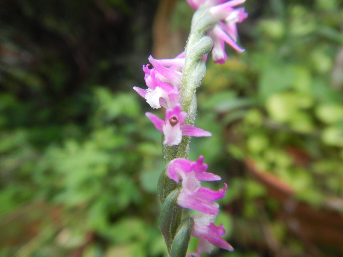 ネジバナ（捩花）は、茎の周りにらせん状にピンクの花を咲かせます