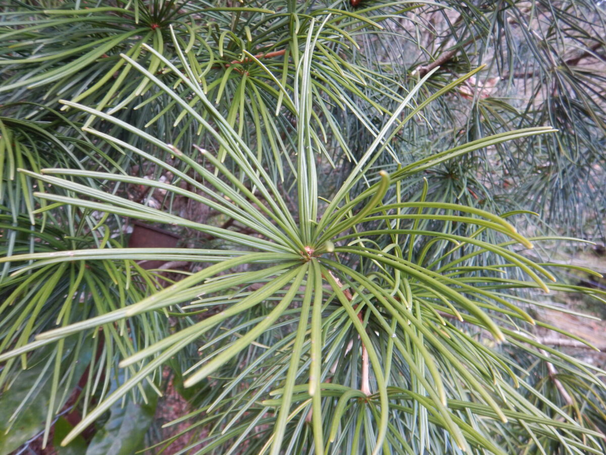 水回りの用材や仏花などに利用されるコウヤマキ（高野槙）