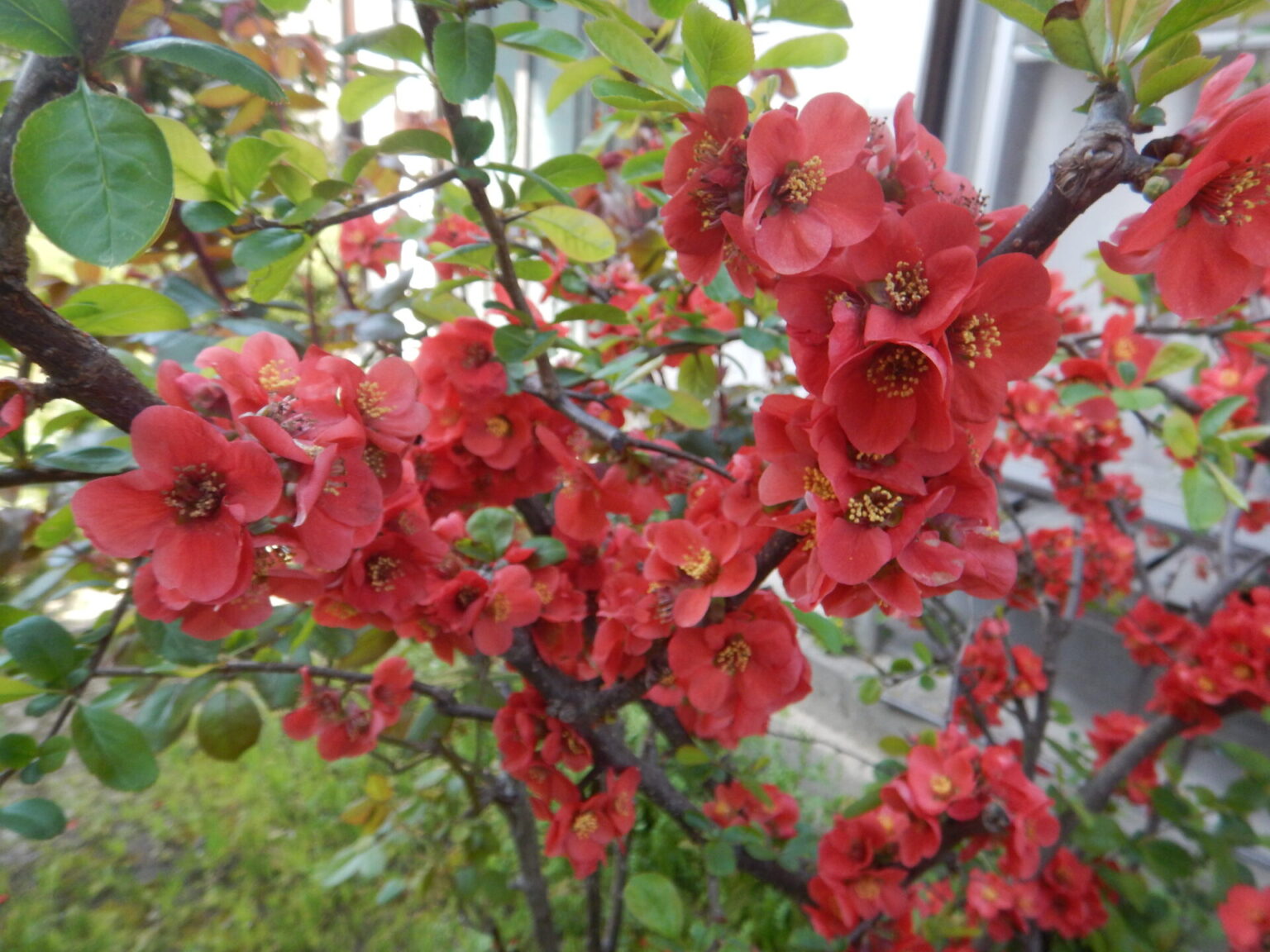 3月ごろに咲く、ボケ（木瓜）のピンク、赤（紅緋）、白い花