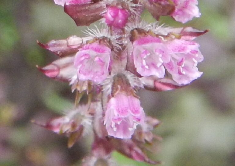 晩夏から秋に咲くアオジソ（青紫蘇、大葉）の白い花